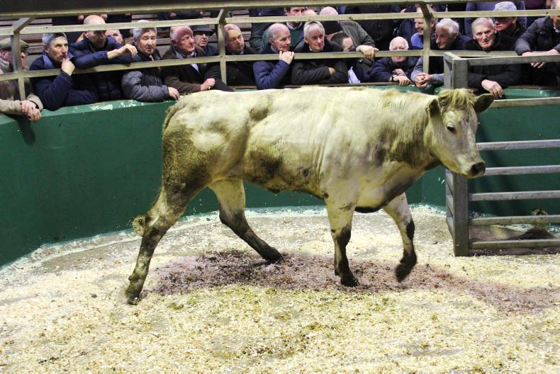 Camera at the Mart: short-keep cattle in demand at Omagh Mart - Premium