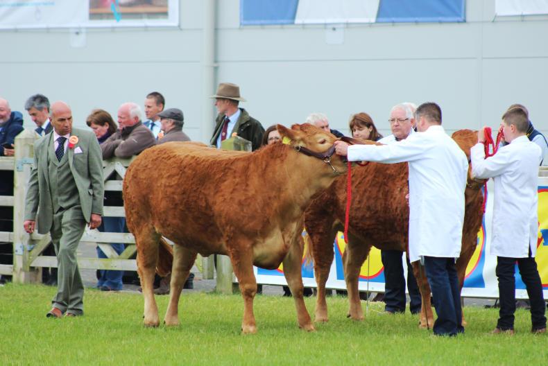 In pictures: final day of cattle competitions at Balmoral - Premium