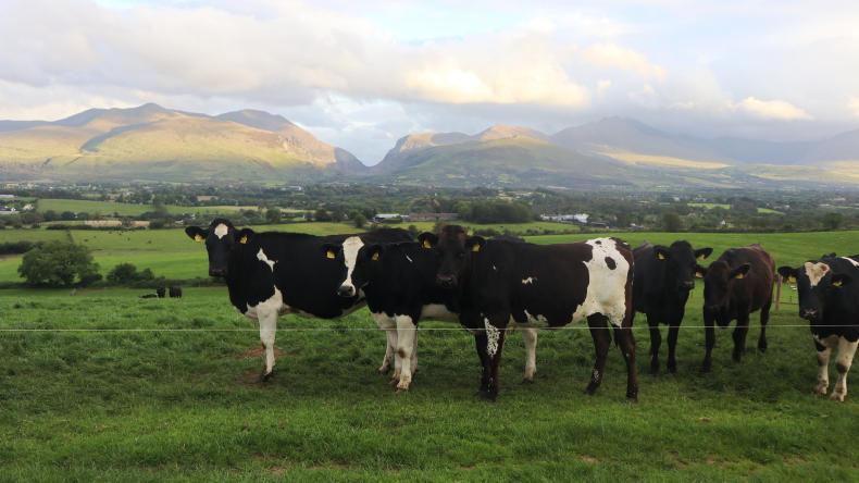 Getting the basics right in Kerry - Premium