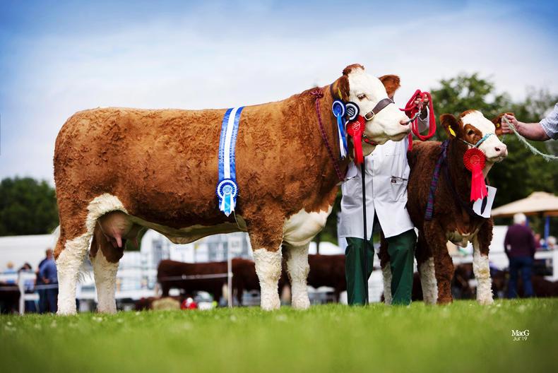 Ranfurly herd dominates NI National Simmental Show - Premium