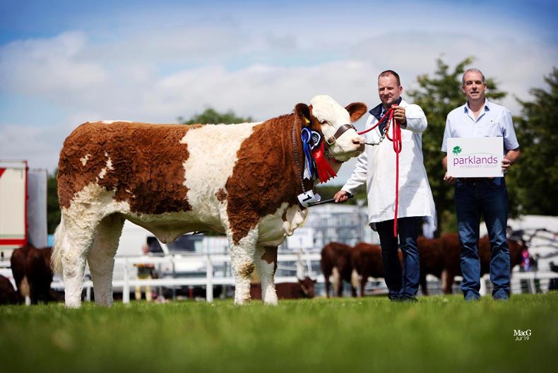 Ranfurly herd dominates NI National Simmental Show - Premium
