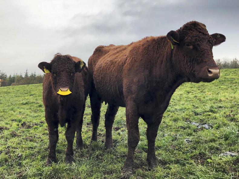 Top tips for weaning animals this autumn - Premium