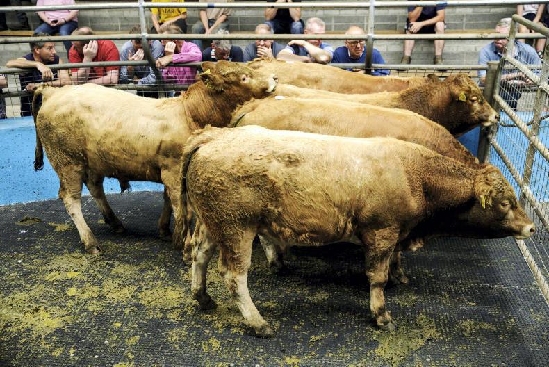 Camera at the Mart: quality continental bullocks a firm trade at ...