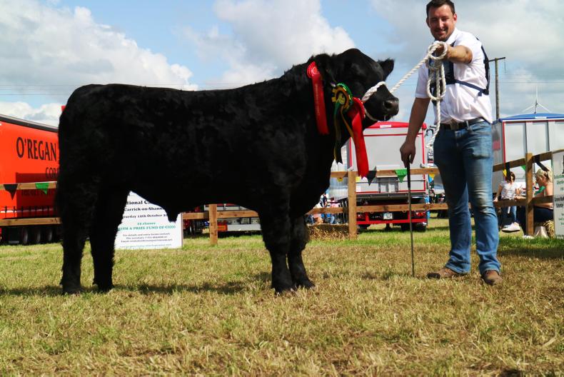 Aberdeen Angus all-Ireland heads to the Royal County - Premium
