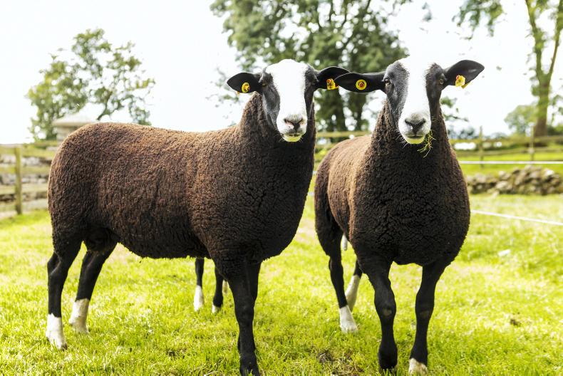 This week in photos: Donegal tractor run, harvesting and Ennis Mart ...