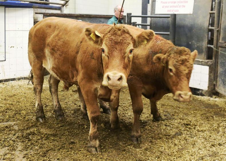 Camera at the Mart: quality stores in demand at Athenry Mart - Premium