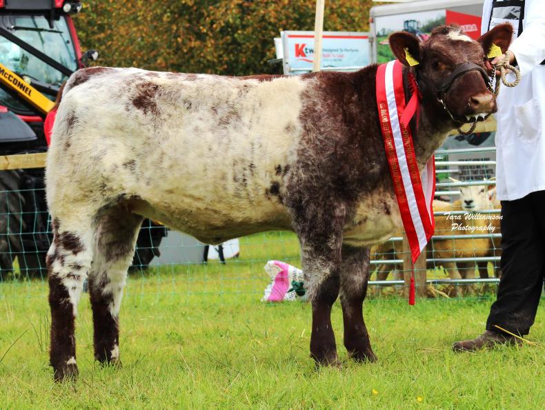Show team award for Creaga Shorthorns - Premium