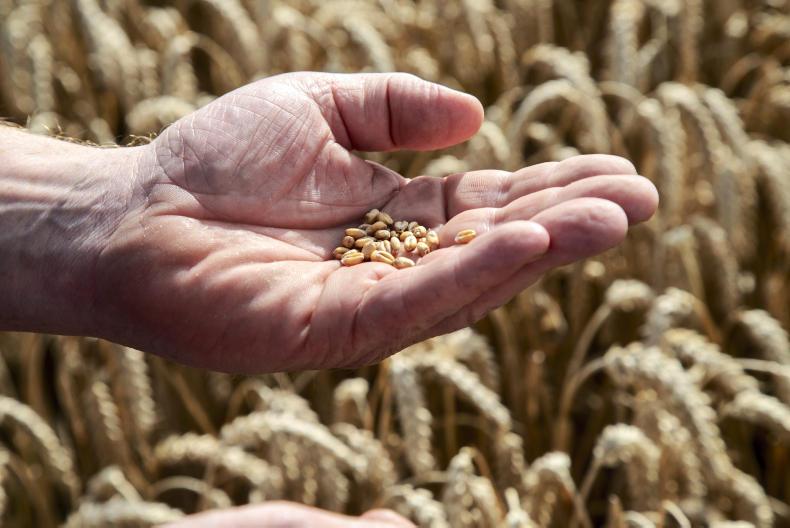A growing appreciation for Irish grain - Premium