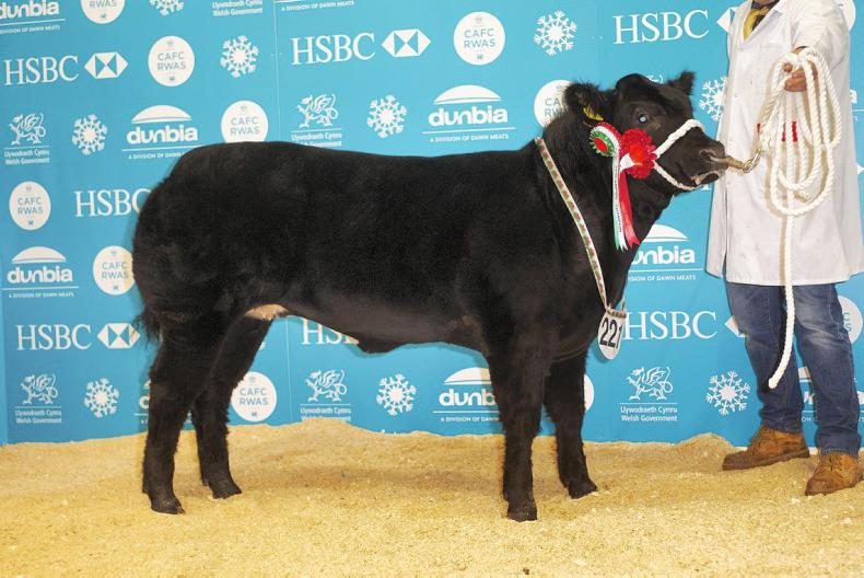 Welsh winter fair tops £10,800 - Premium