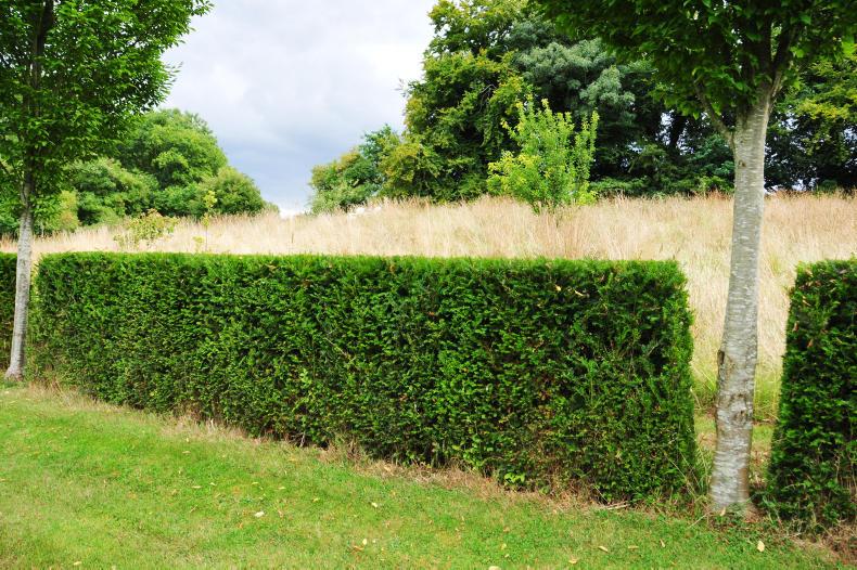 In the garden with Gerry Daly: planting hedges - Premium
