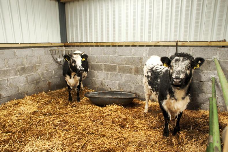 Irish Rare Cattle Breeds