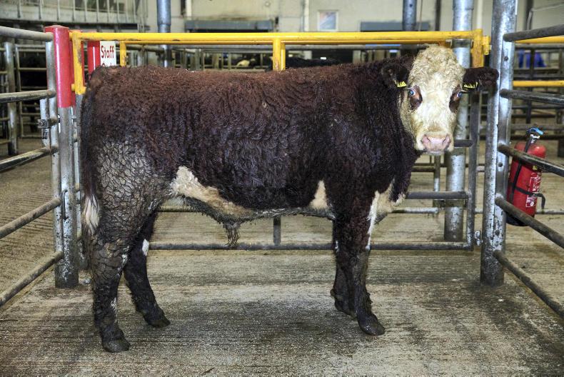 Camera at the Mart: cull cow trade well improved at Fermoy Mart - Premium