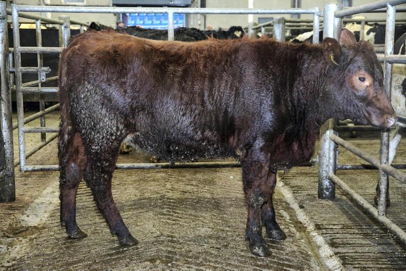 Camera at the Mart: cull cow trade well improved at Fermoy Mart - Premium