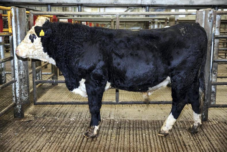 Camera at the Mart: cull cow trade well improved at Fermoy Mart - Premium