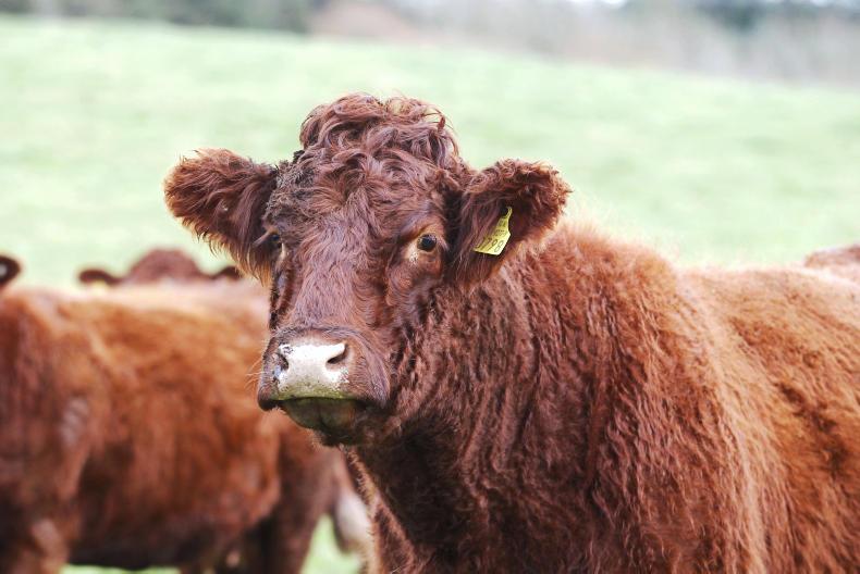 Counting calves: Irish pedigree sector in numbers - Premium