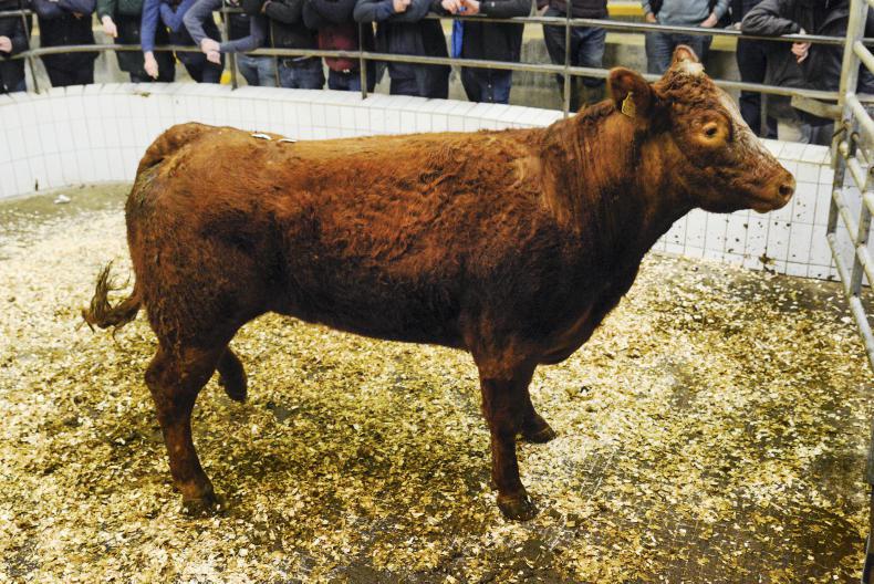 Camera at the Mart: over 1,000 cattle sold at Ennis show and sale - Premium