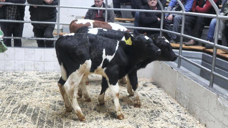 Sailing woes continue to affect export calf sales - Premium