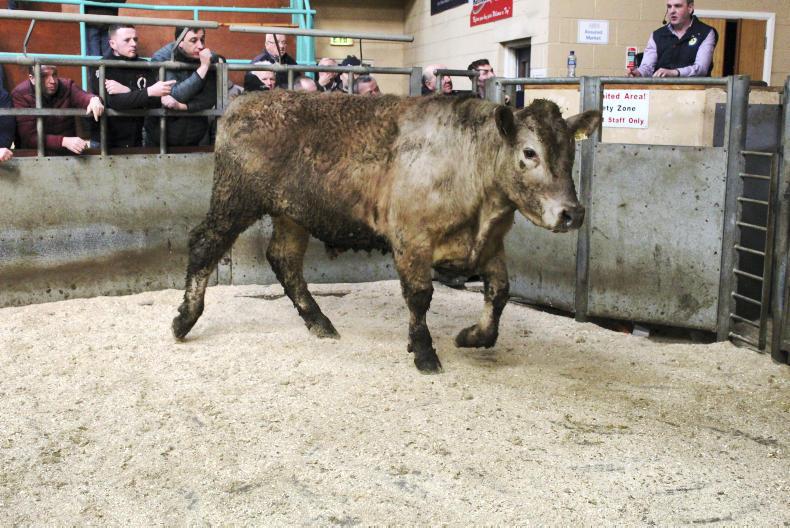 Camera at the Mart: fat cows in demand at Ballymena Mart - Premium