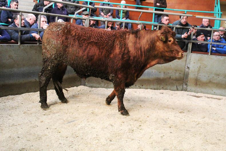 Camera at the Mart: fat cows in demand at Ballymena Mart - Premium