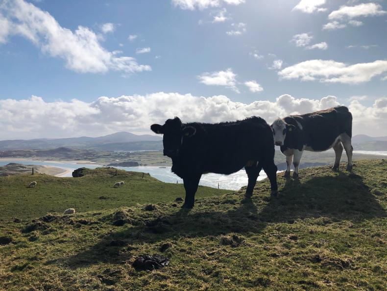 In pictures: suckler farming at Ireland's most northerly point - Premium