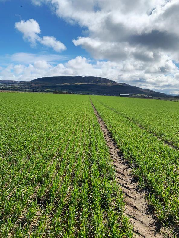From the Tramlines: field work progress varies from north to south ...