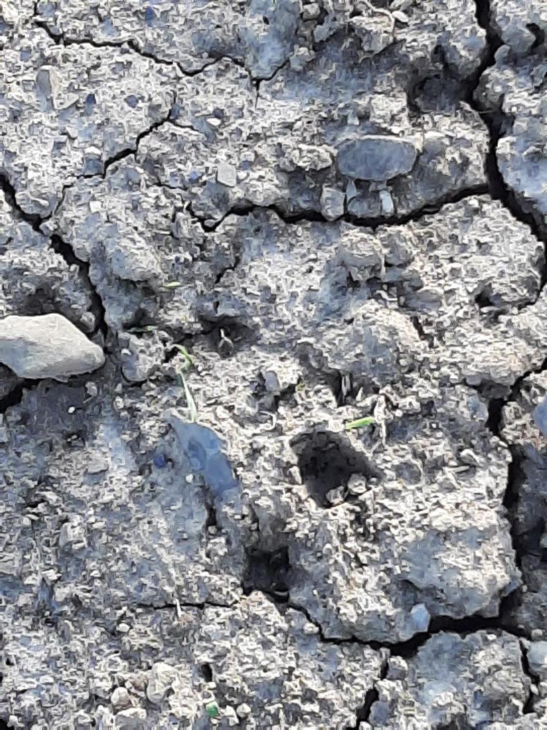 Home Farm: unannounced on the land - Premium