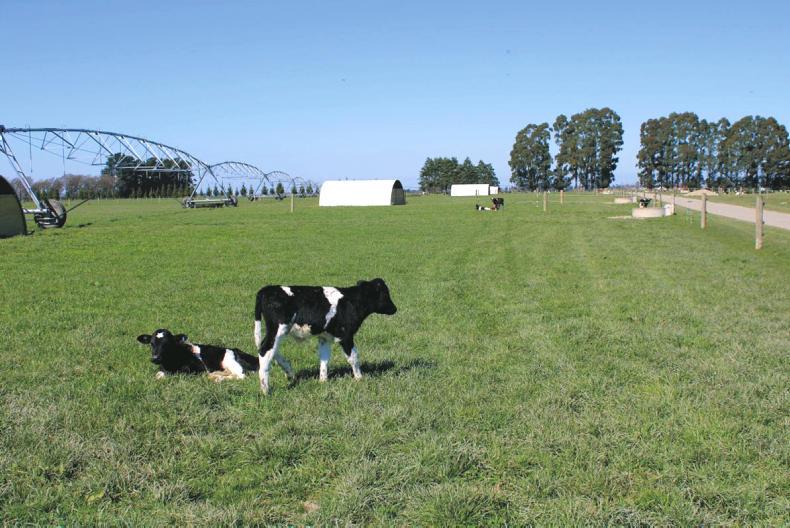 Bonanza Calf Nutrition key points to be aware of preparing for calves ...