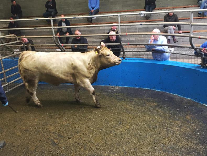 In pictures: big entry of heifers dominates Roscrea sale - Premium