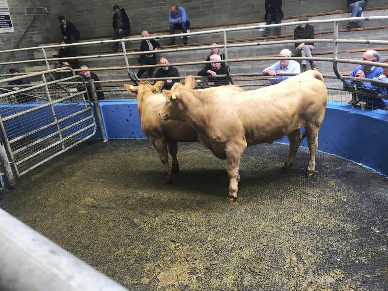 In pictures: big entry of heifers dominates Roscrea sale - Premium
