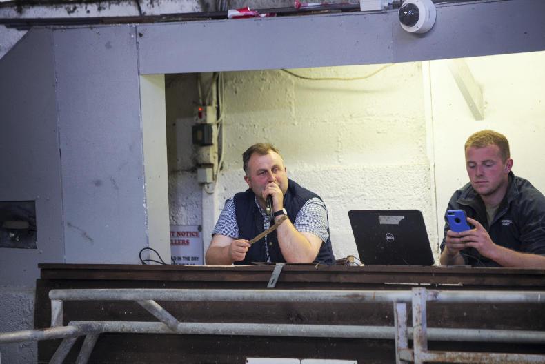 This week in photos: drafting lambs on the Curragh commonage - Premium