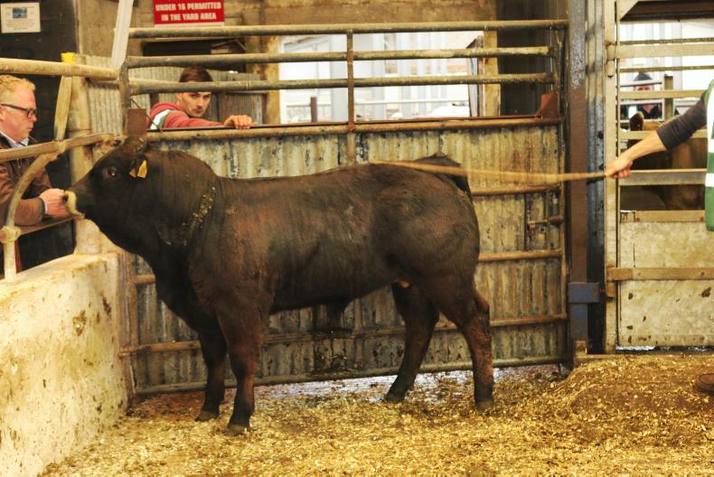 Camera at the Mart: positive trade as Donegal Mart goes online - Premium