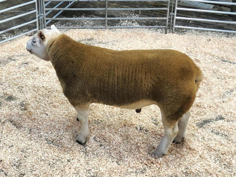 In pictures: top of €1,710 at Donegal Texel sale - Premium