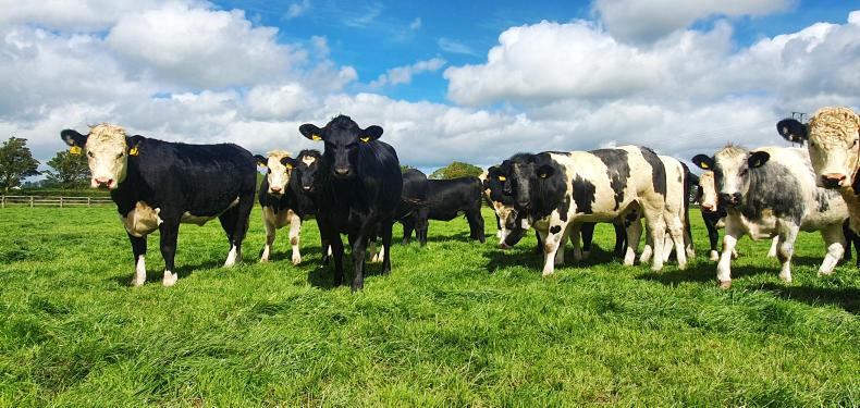 Thrive demonstration farm hosts virtual open day - Free