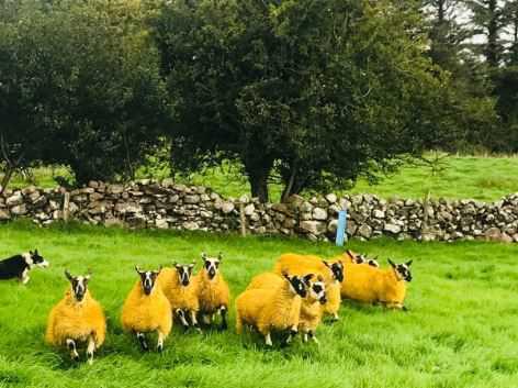 Tuam Mart launches new Mule sheep sale - Premium