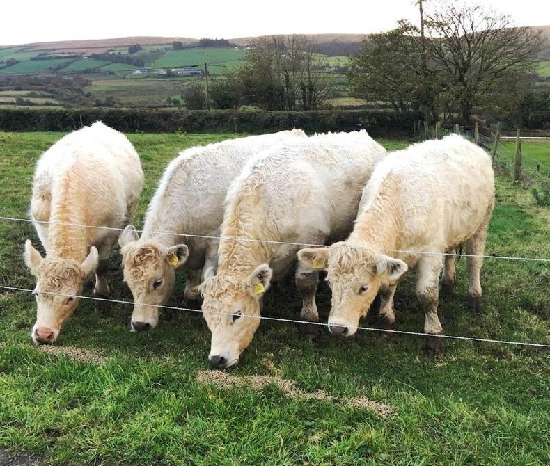 Famous quad calves on the market in Kerry - Premium