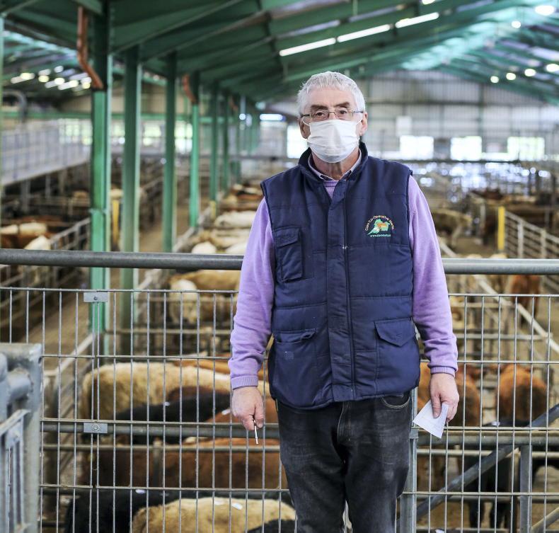 This week in photos: empty ringsides, buying online and sorting sheep ...