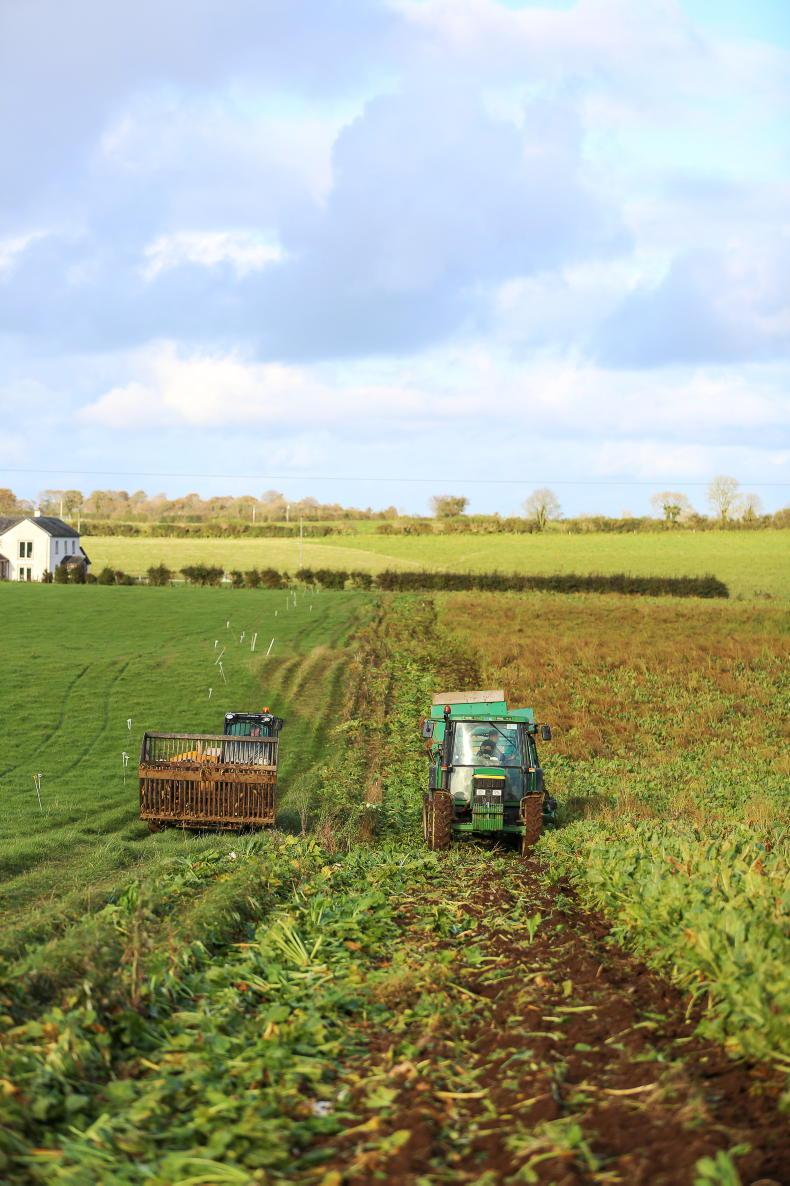 This week in photos: empty ringsides, buying online and sorting sheep ...