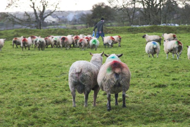 This week in photos: championship-winning farmer and tending to sheep ...