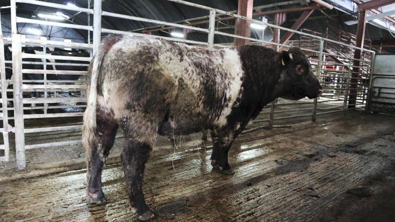Camera at the Mart: perfect timing for Kanturk Christmas fatstock sale ...