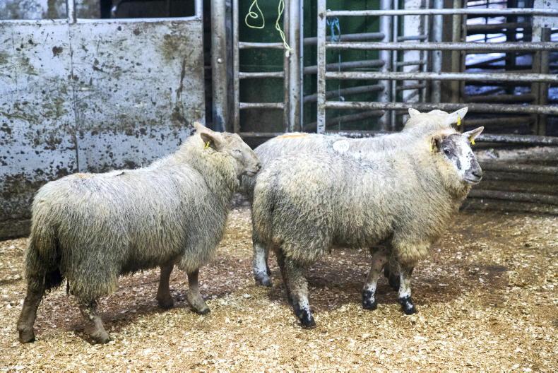 Camera at the Mart: flying start to 2021 sheep trade in Tullow Mart ...