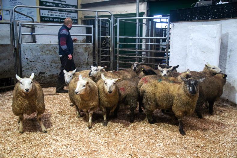 Camera at the Mart: flying start to 2021 sheep trade in Tullow Mart ...