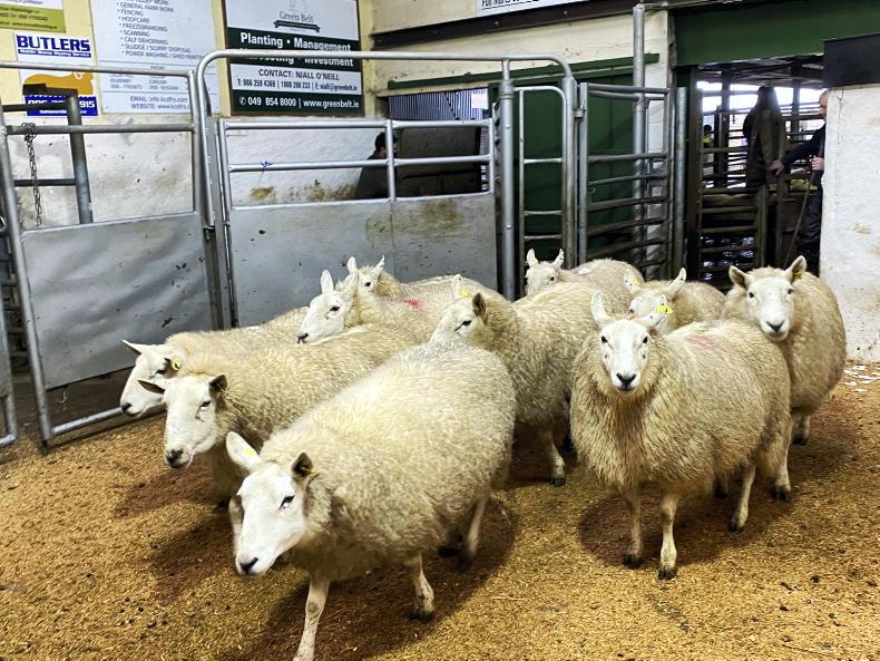 In pictures: ewes hit €340/head at Cheviot clearance sale - Free
