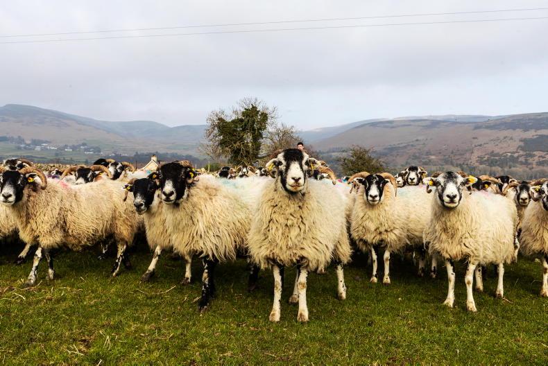 This week in photos: spring has sprung - Free