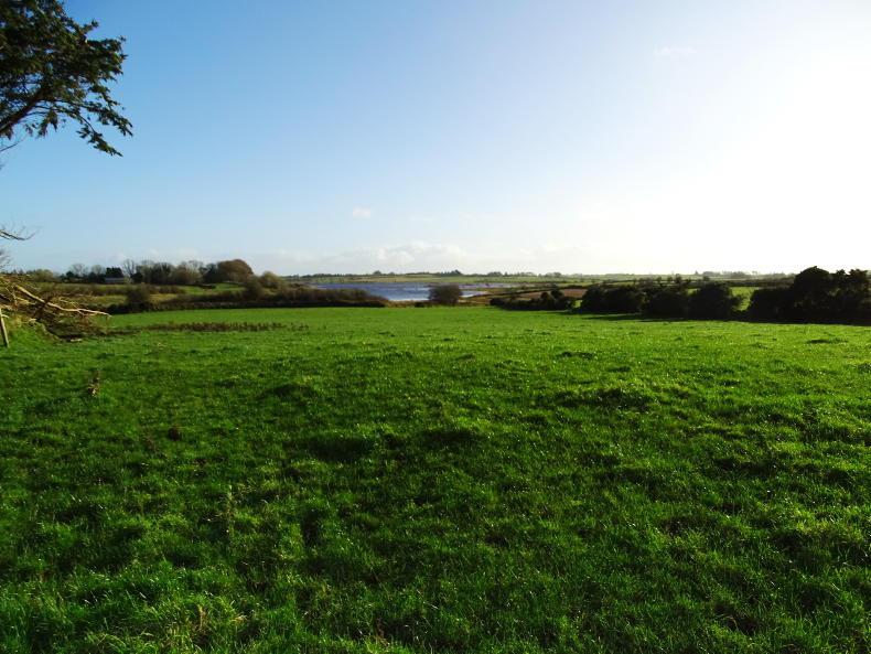 Neat start up farm in north Galway - Free