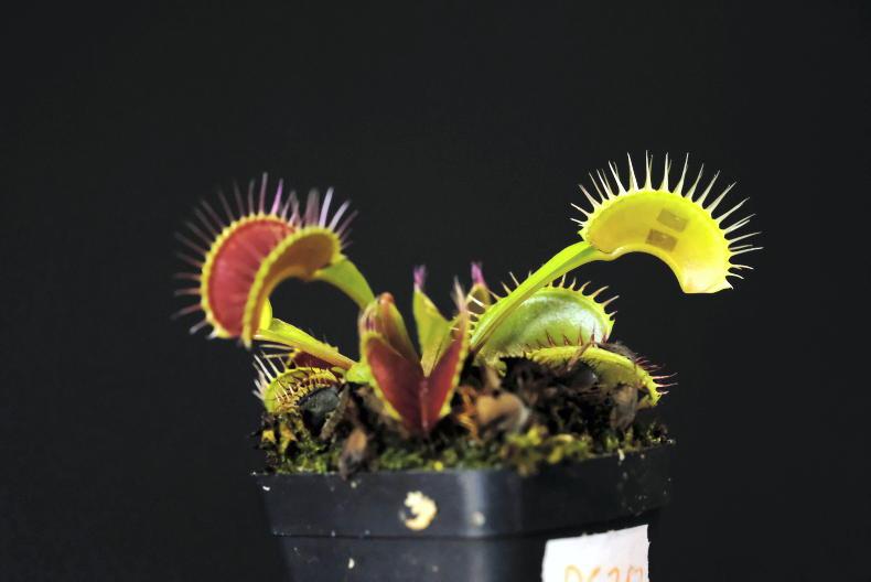 The plant whisperer - scientists develop device to communicate with ...