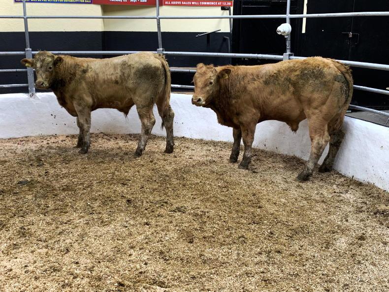 'Trade can hardly get much better' - Tullow Mart - Free