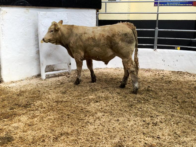 'Trade can hardly get much better' - Tullow Mart - Free