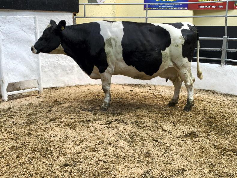 'Trade can hardly get much better' - Tullow Mart - Free