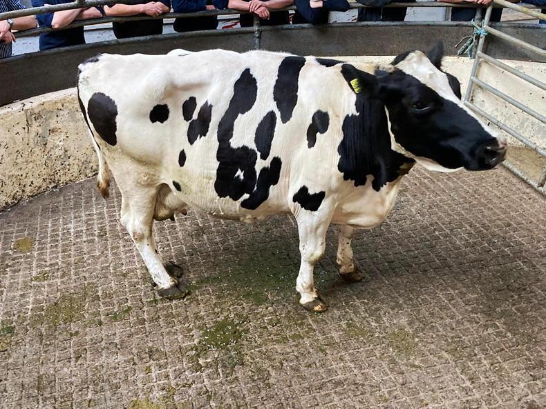 In pictures: factory-fit cows firmer in Carrigallen - Free