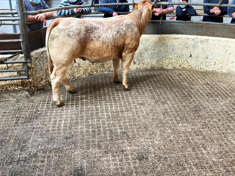 In pictures: factory-fit cows firmer in Carrigallen - Free